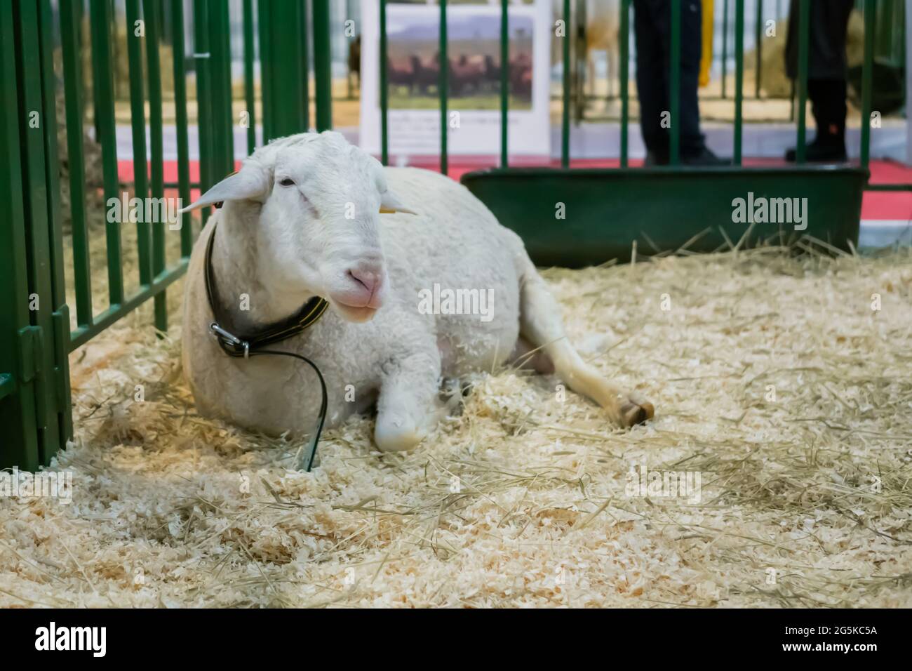 Portrait of cute sheep at animal exhibition, trade show Stock Photo - Alamy