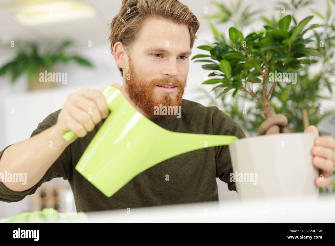 hand cutting a small bonsai tree Stock Photo - Alamy