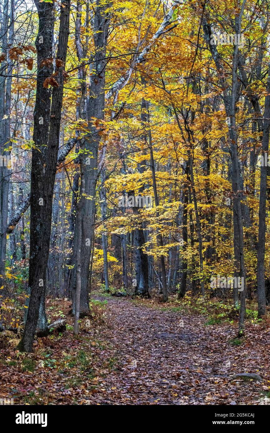 Colorful golden maple trees of fall along a path in Banning State Park ...