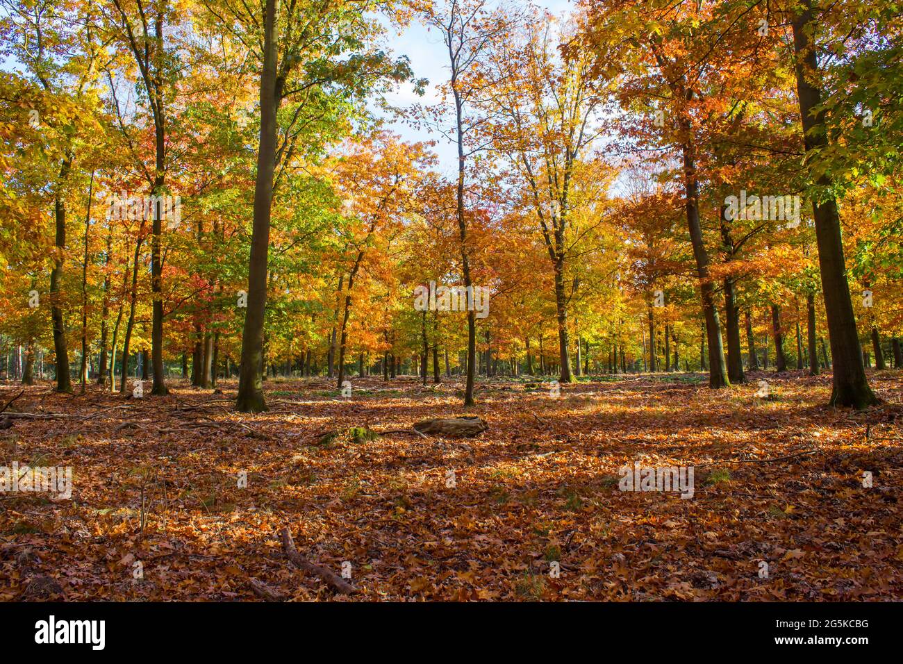 autumn forest n national park De hoge Veluwe in the Netherlands Stock ...