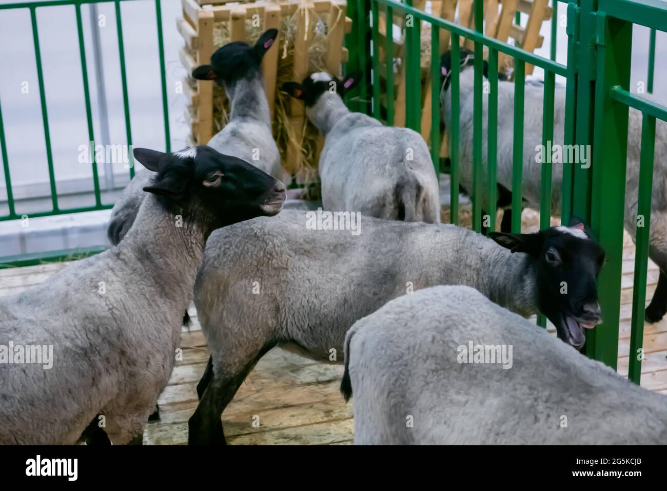 Romanov sheep hi-res stock photography and images - Alamy