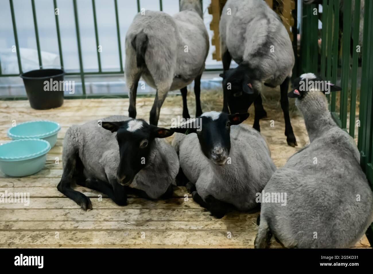 Romanov sheep hi-res stock photography and images - Alamy