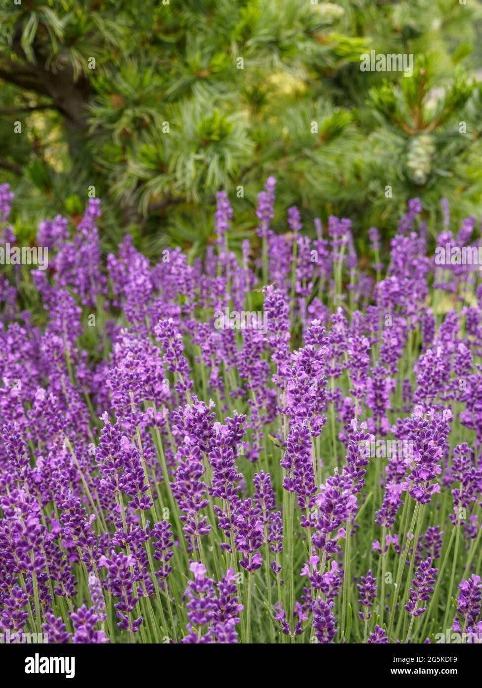 Conifers horizontal hi-res stock photography and images - Alamy