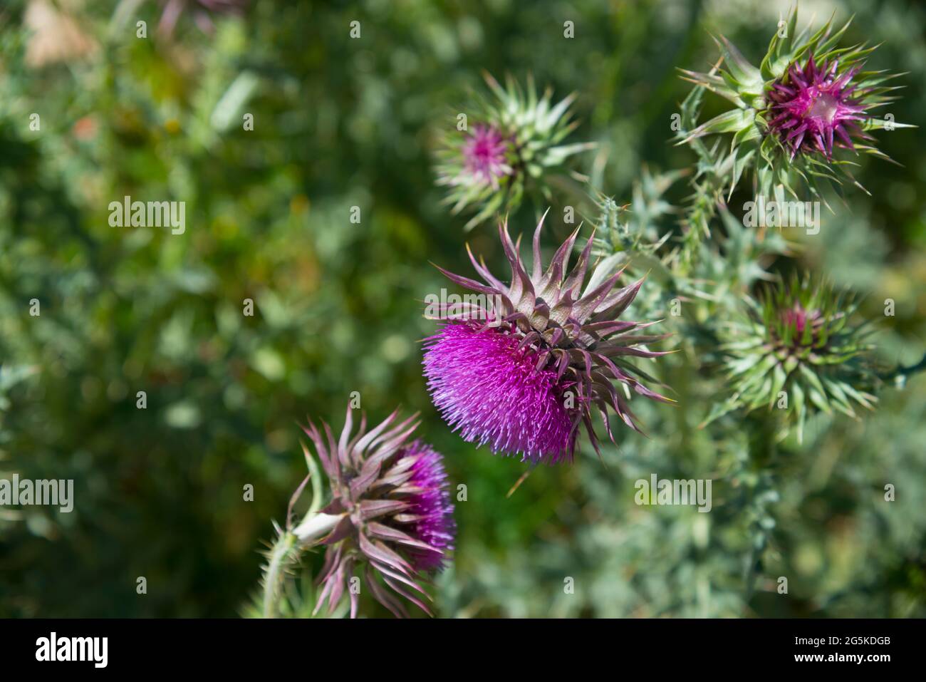 Thistle view hi-res stock photography and images - Alamy