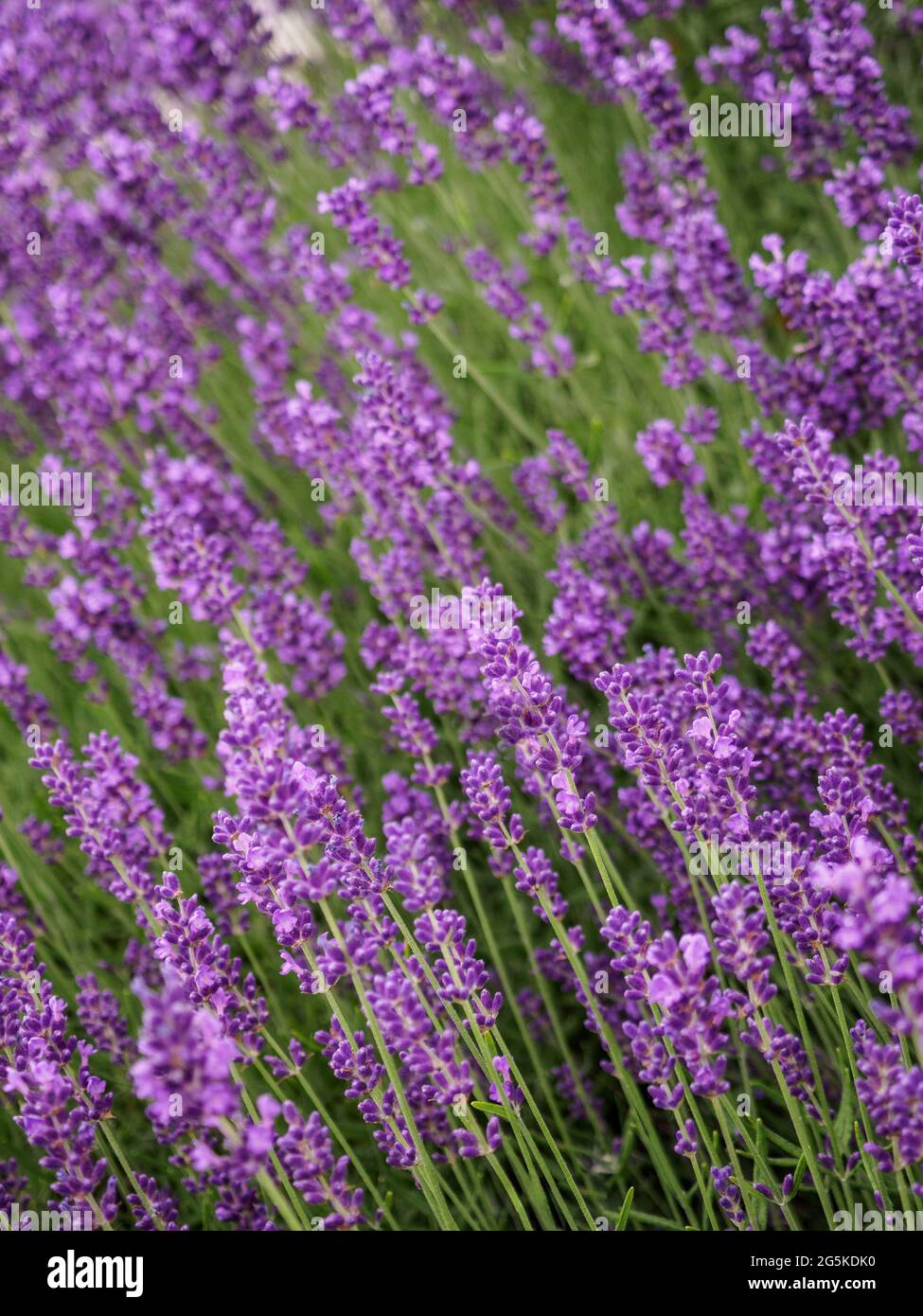 Field horizontal hi-res stock photography and images - Alamy