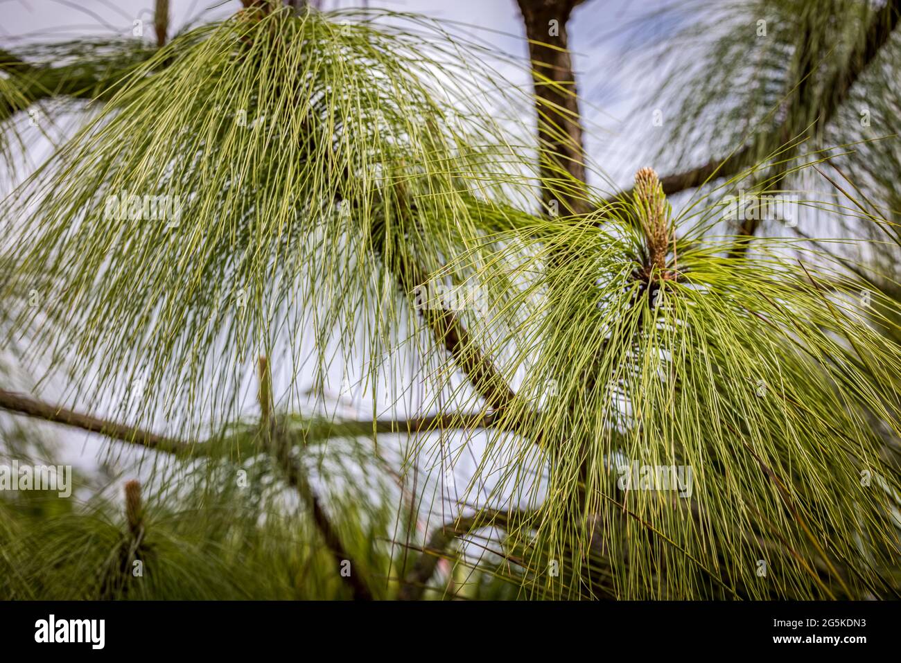 Ocote tree hi-res stock photography and images - Alamy