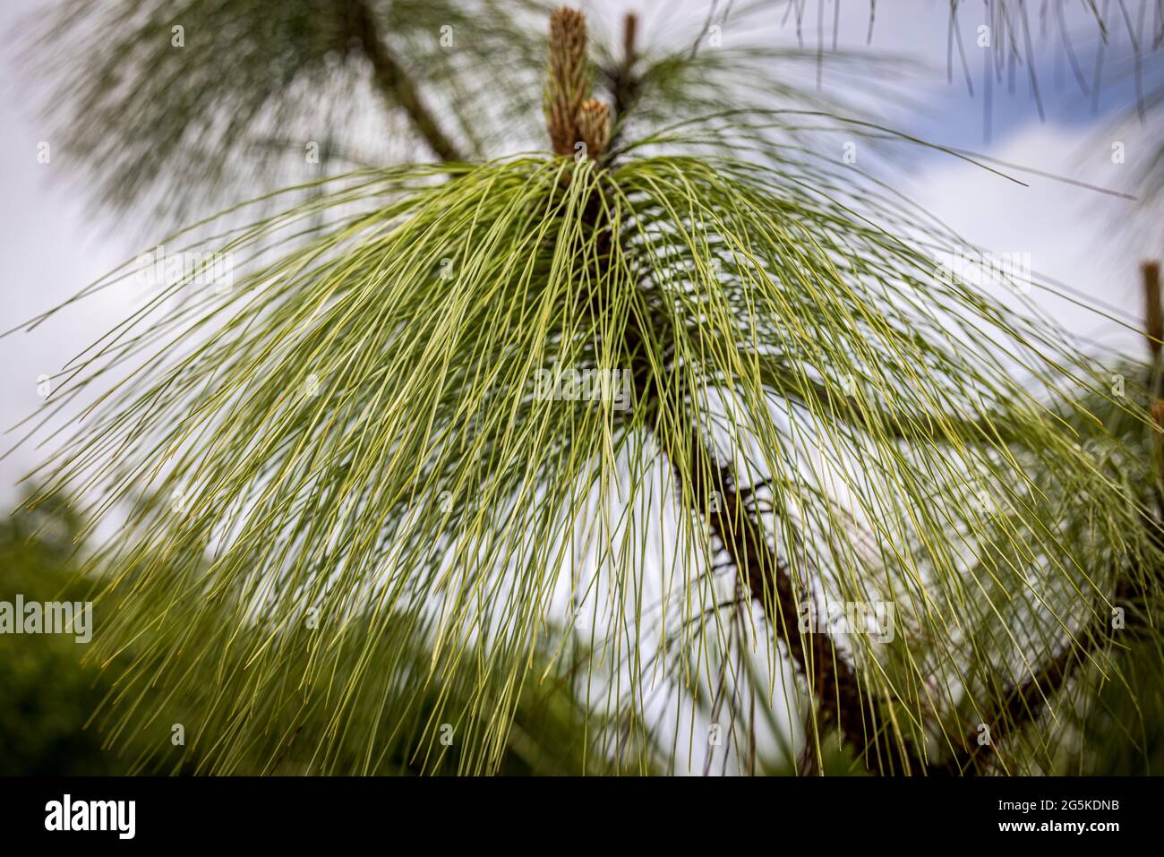 Pinus devoniana hi-res stock photography and images - Alamy