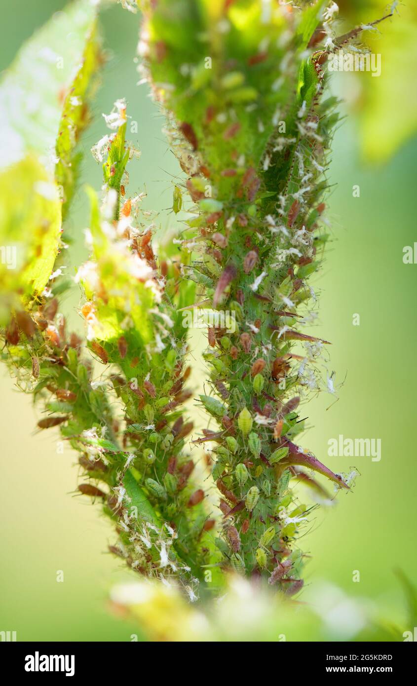 Citrus mite hi-res stock photography and images - Alamy