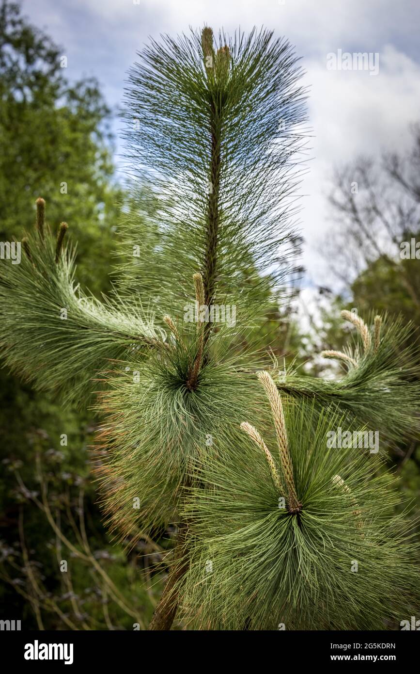 Pinus montezuma hi-res stock photography and images - Alamy