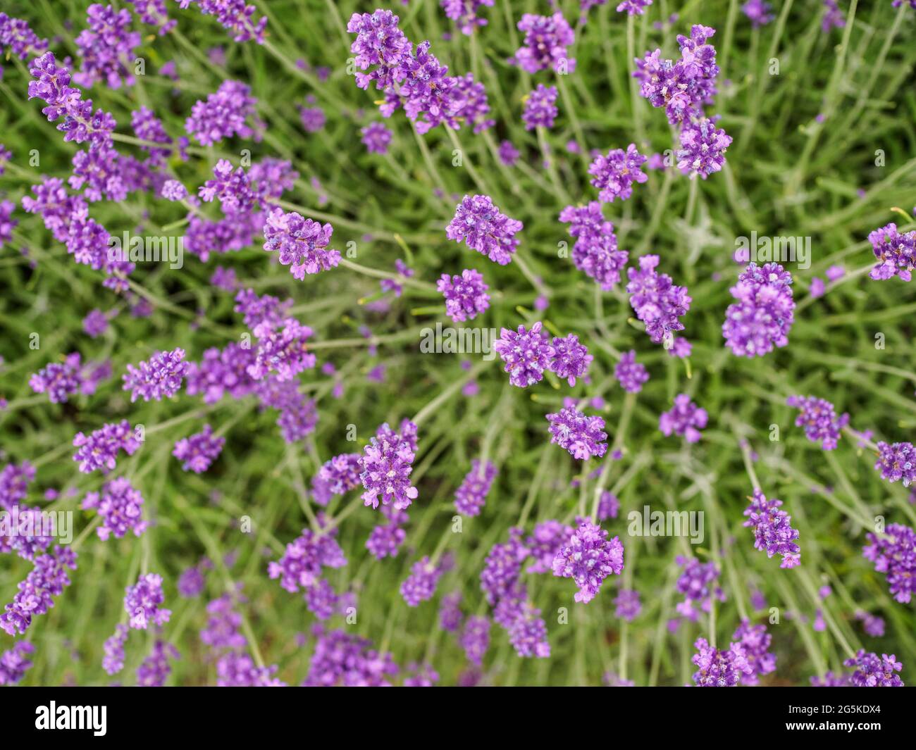 Bee insects collects pollen and nectar on lavender field. Overhead ...