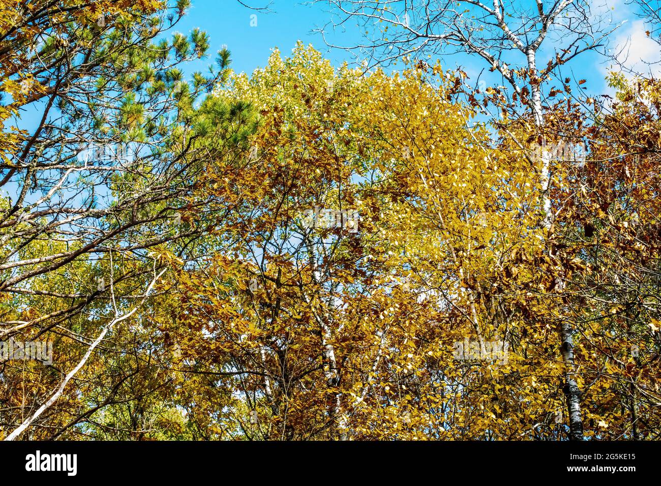 Colorful golden autumn treetops in Banning State Park, Sandstone ...