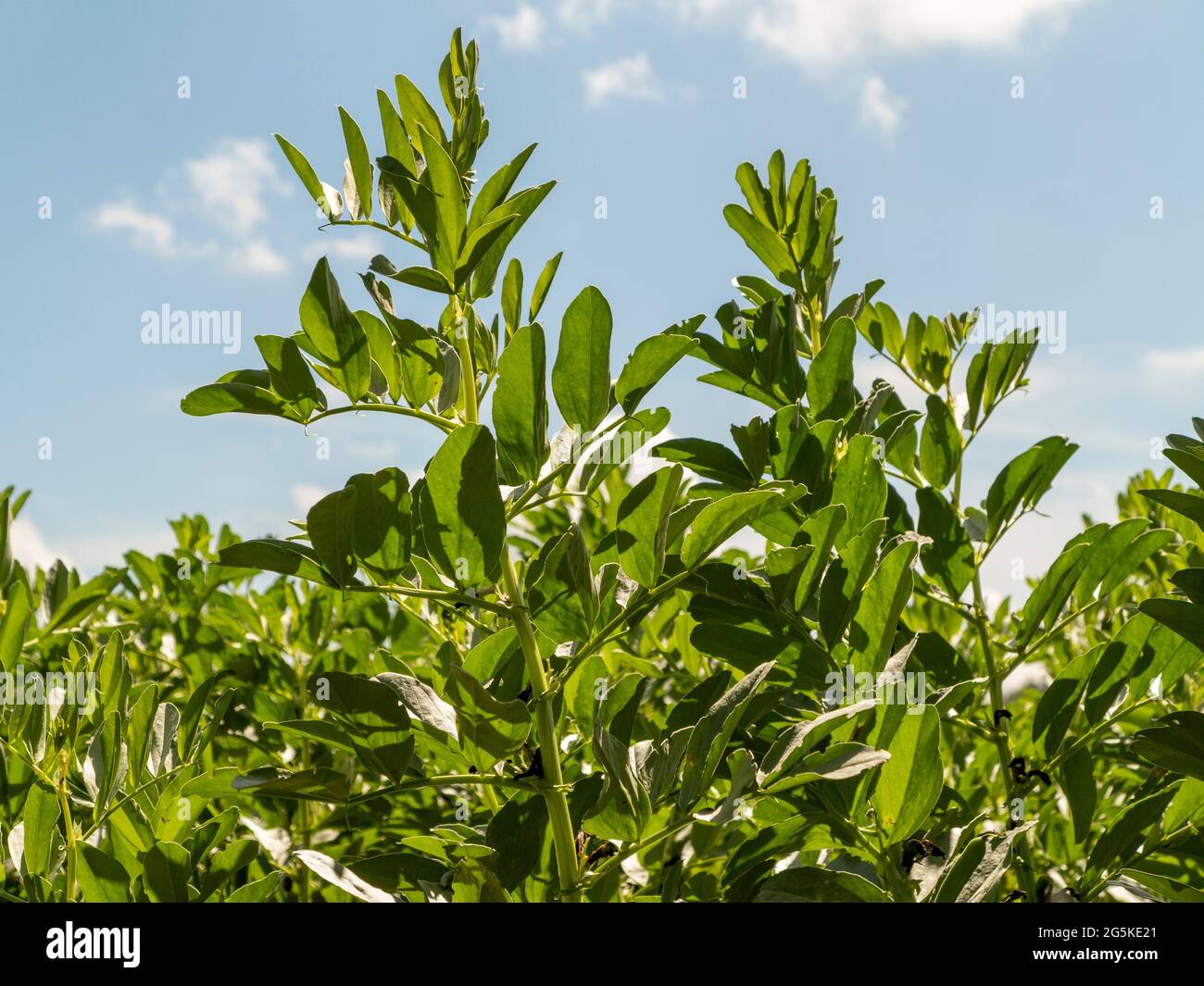 Agriculture field faba bean hi-res stock photography and images - Alamy
