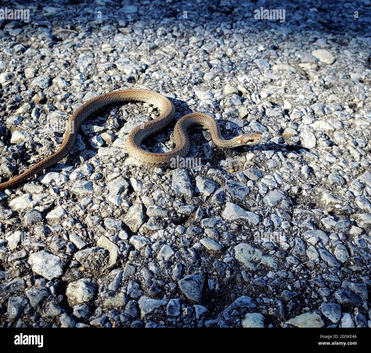 Brown snake rock hi-res stock photography and images - Alamy