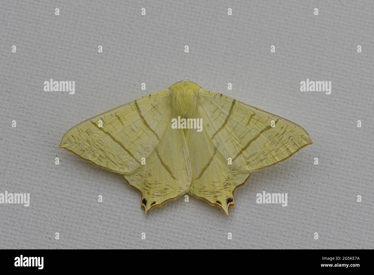 Swallow tailed moth hi-res stock photography and images - Alamy