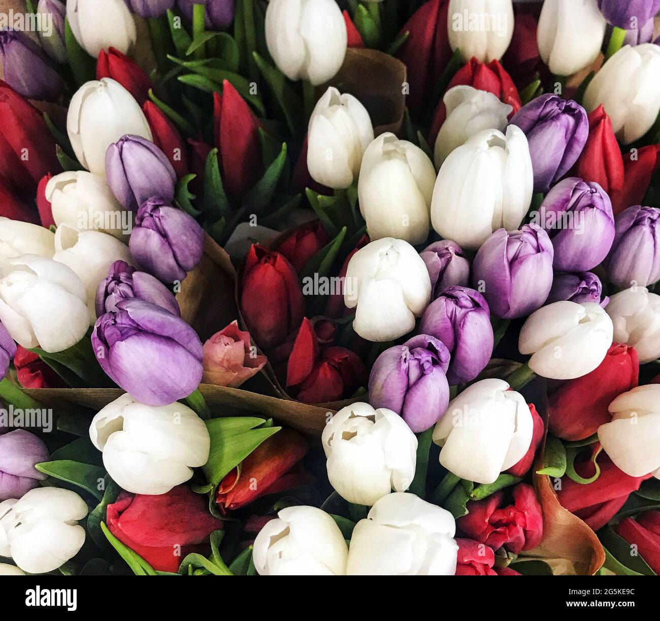 Multiple flower stems hi-res stock photography and images - Alamy