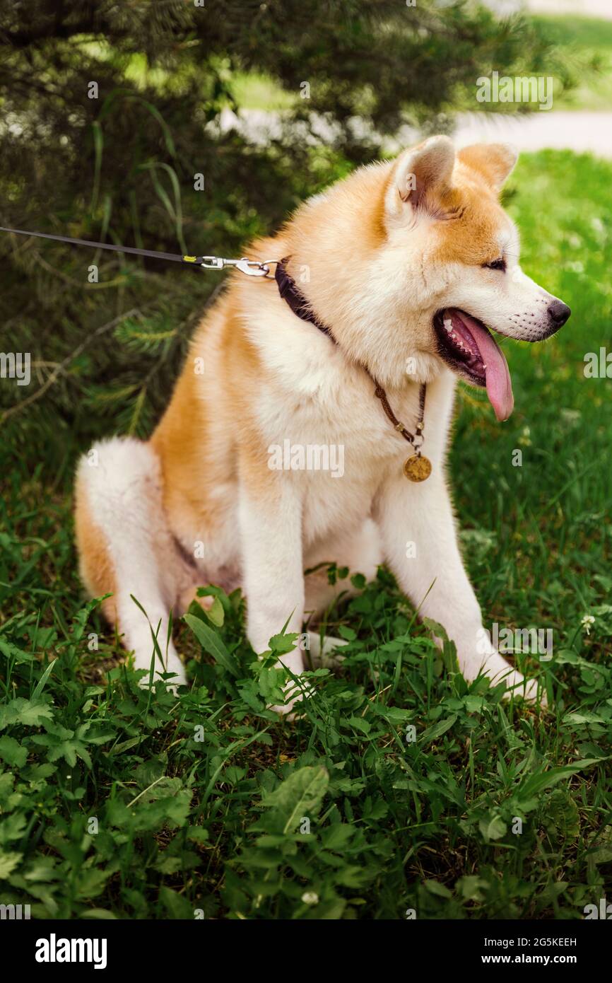 Akita Inu dog sitting happy in green forest Stock Photo - Alamy