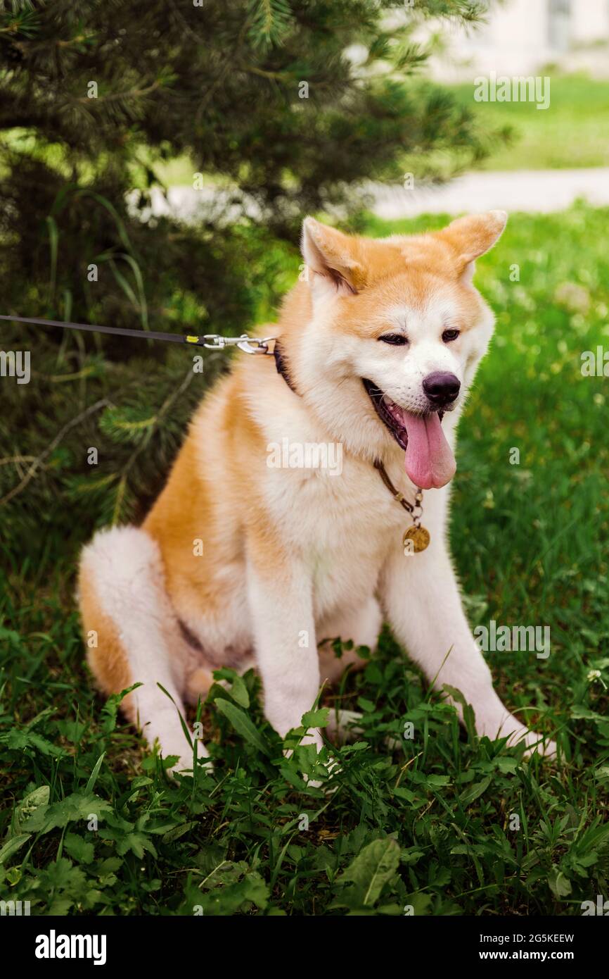 Akita Inu dog sitting happy in green forest Stock Photo - Alamy