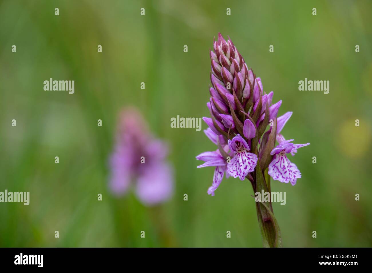 Common spotted orchid x southern marsh orchid hi-res stock photography ...