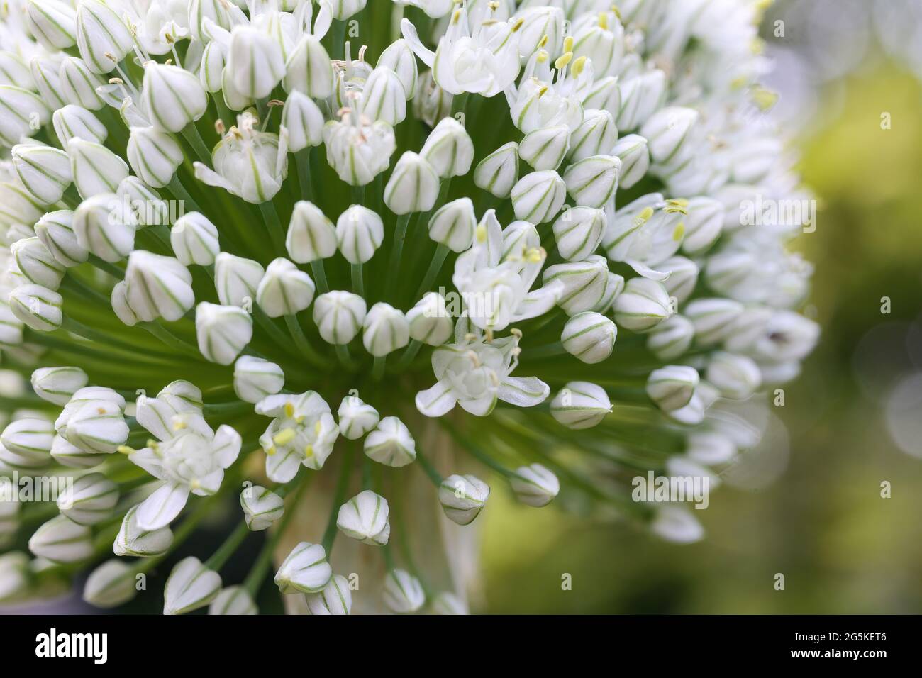 Allium cepa flower hi-res stock photography and images - Alamy
