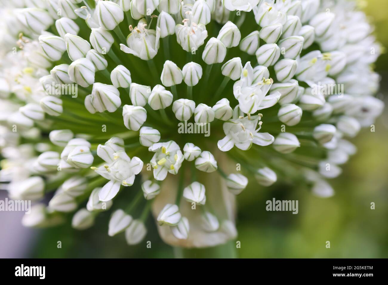 Allium cepa flower hi-res stock photography and images - Alamy