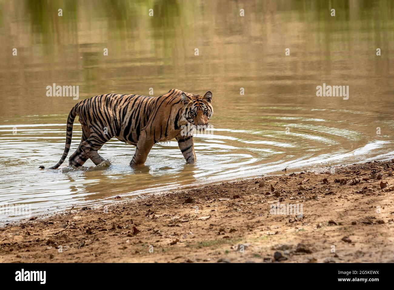 Tiger cub in the water in Bandhavgarh Forest Reserve Stock Photo - Alamy