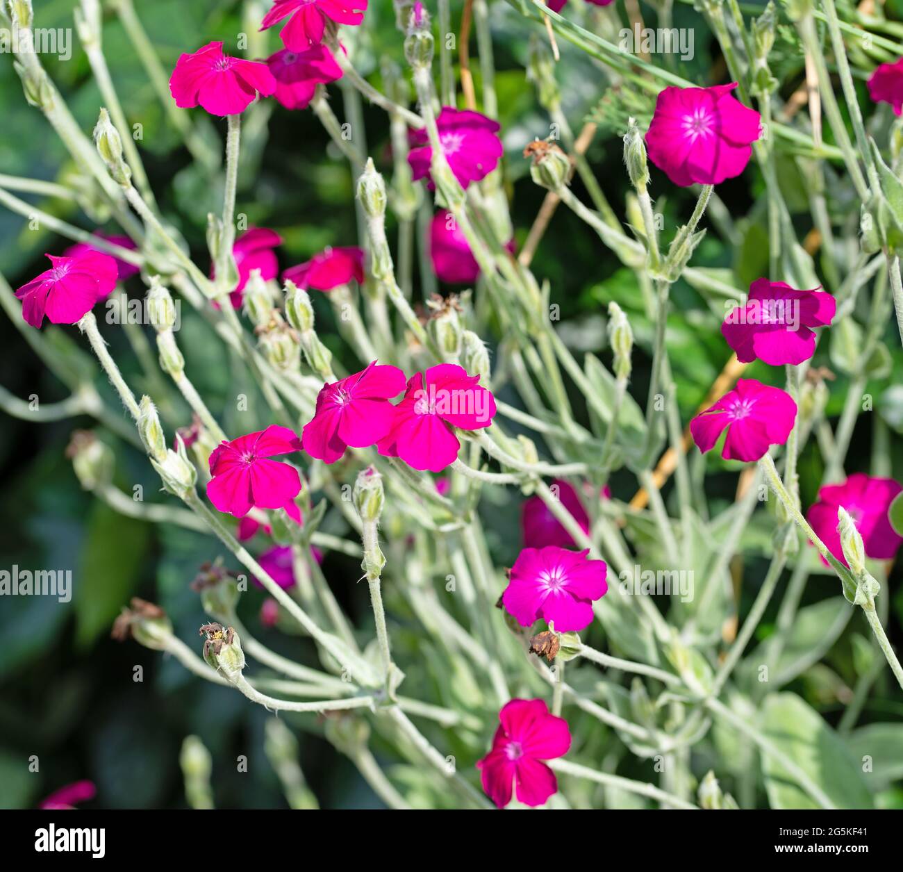 Blooming crown light carnation, Silene coronaria Stock Photo - Alamy