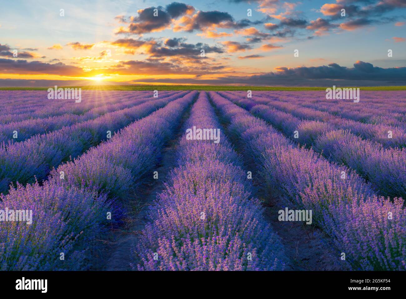 Lavender fields at sunset time Stock Photo - Alamy