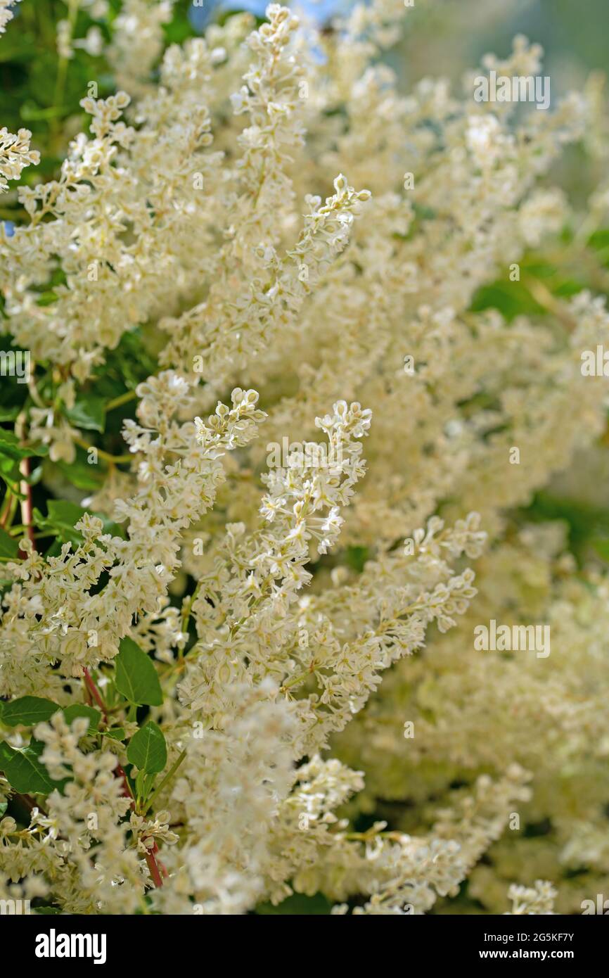 Fallopia baldschuanica hi-res stock photography and images - Alamy