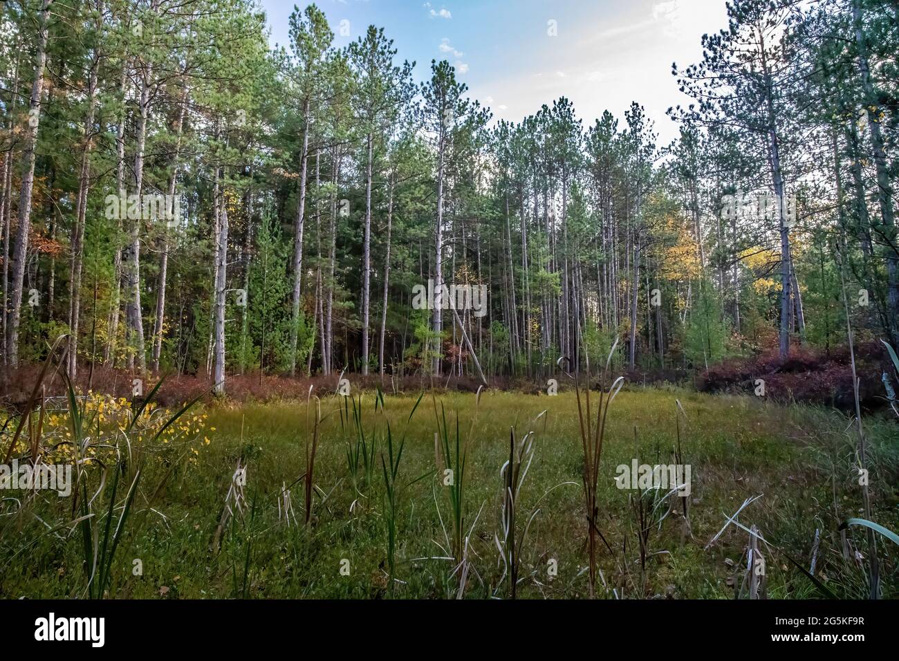 Clearing along Big Spring Falls Trail in Banning State Park, Sandstone ...