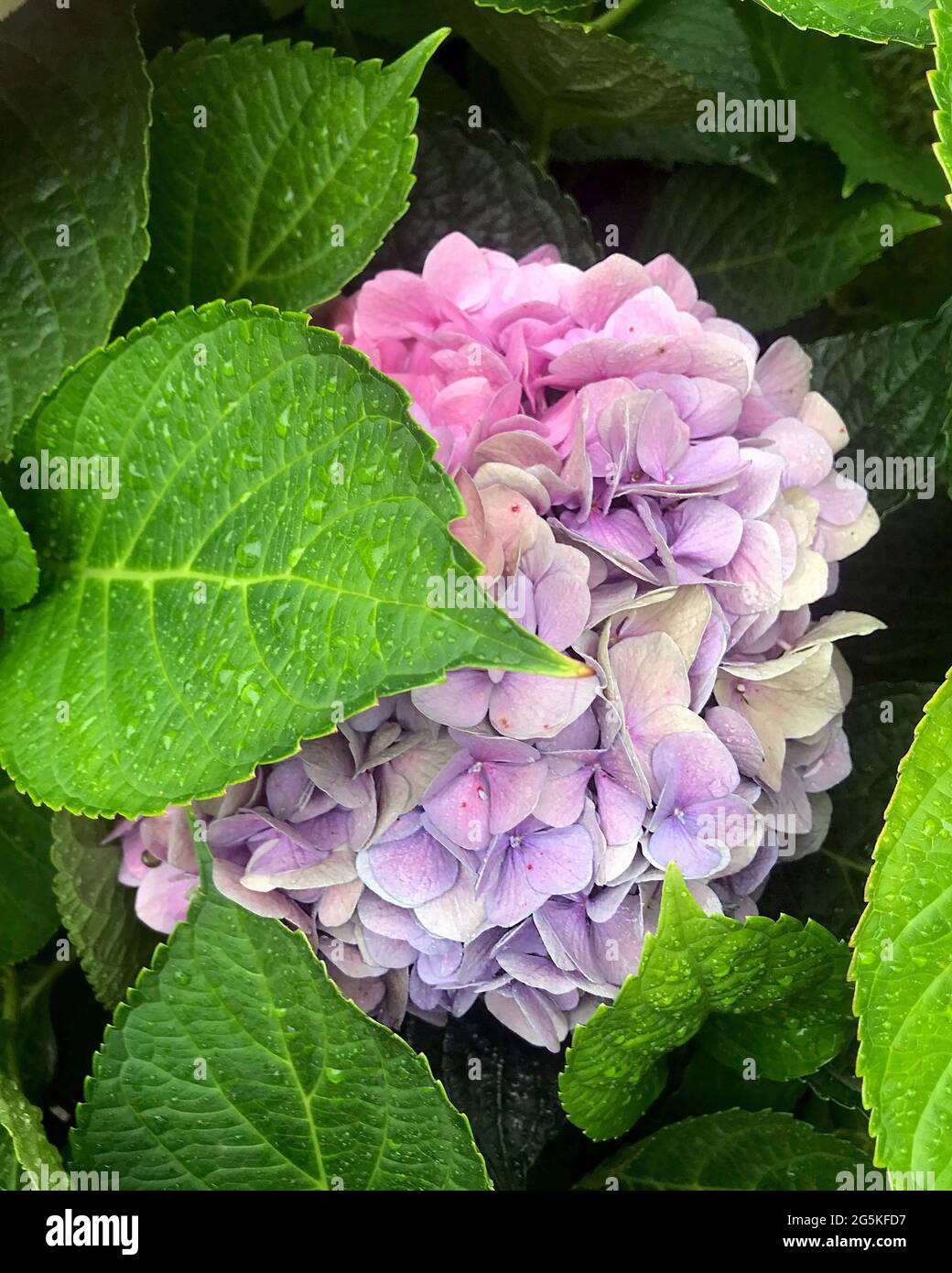 Beauty of plants hi-res stock photography and images - Alamy