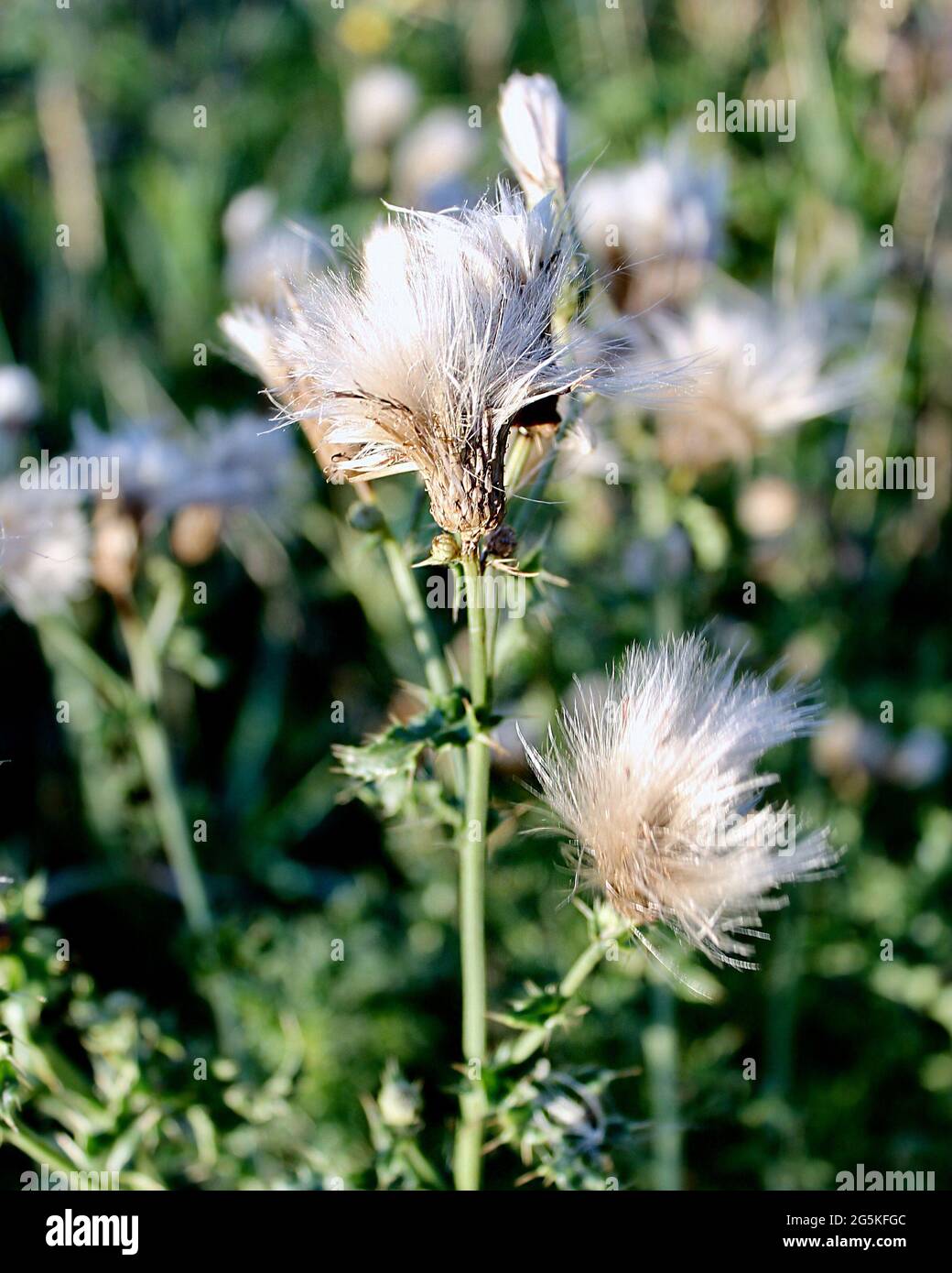 Dandelion in bloom hi-res stock photography and images - Alamy