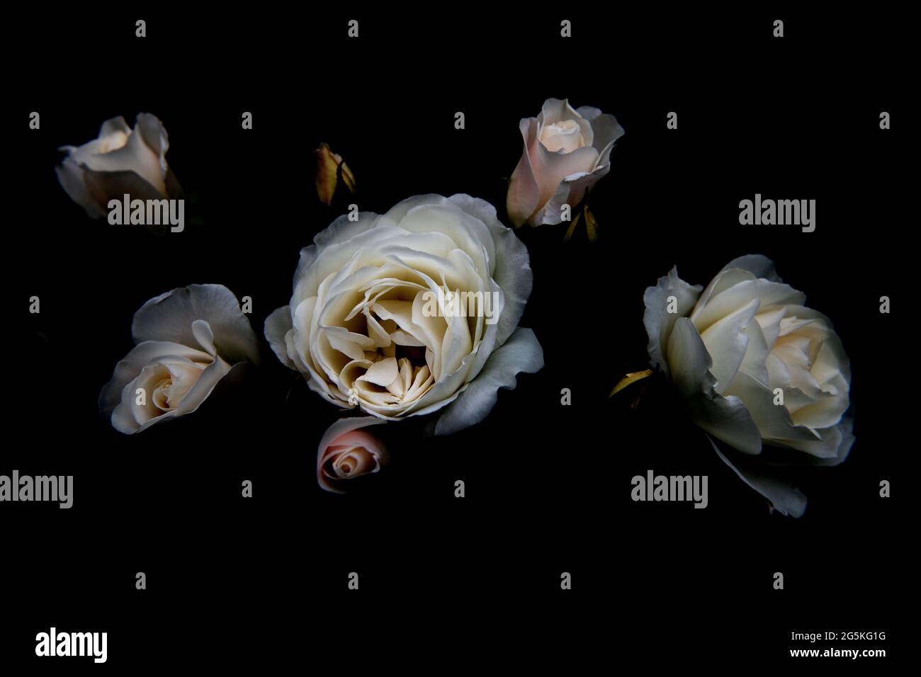 White Rose in garden Essex England Photograph by Brian Harris Stock ...