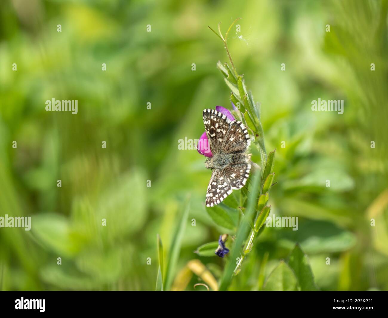 Grizzled Skipper Butterfly, Wings Open Stock Photo - Alamy
