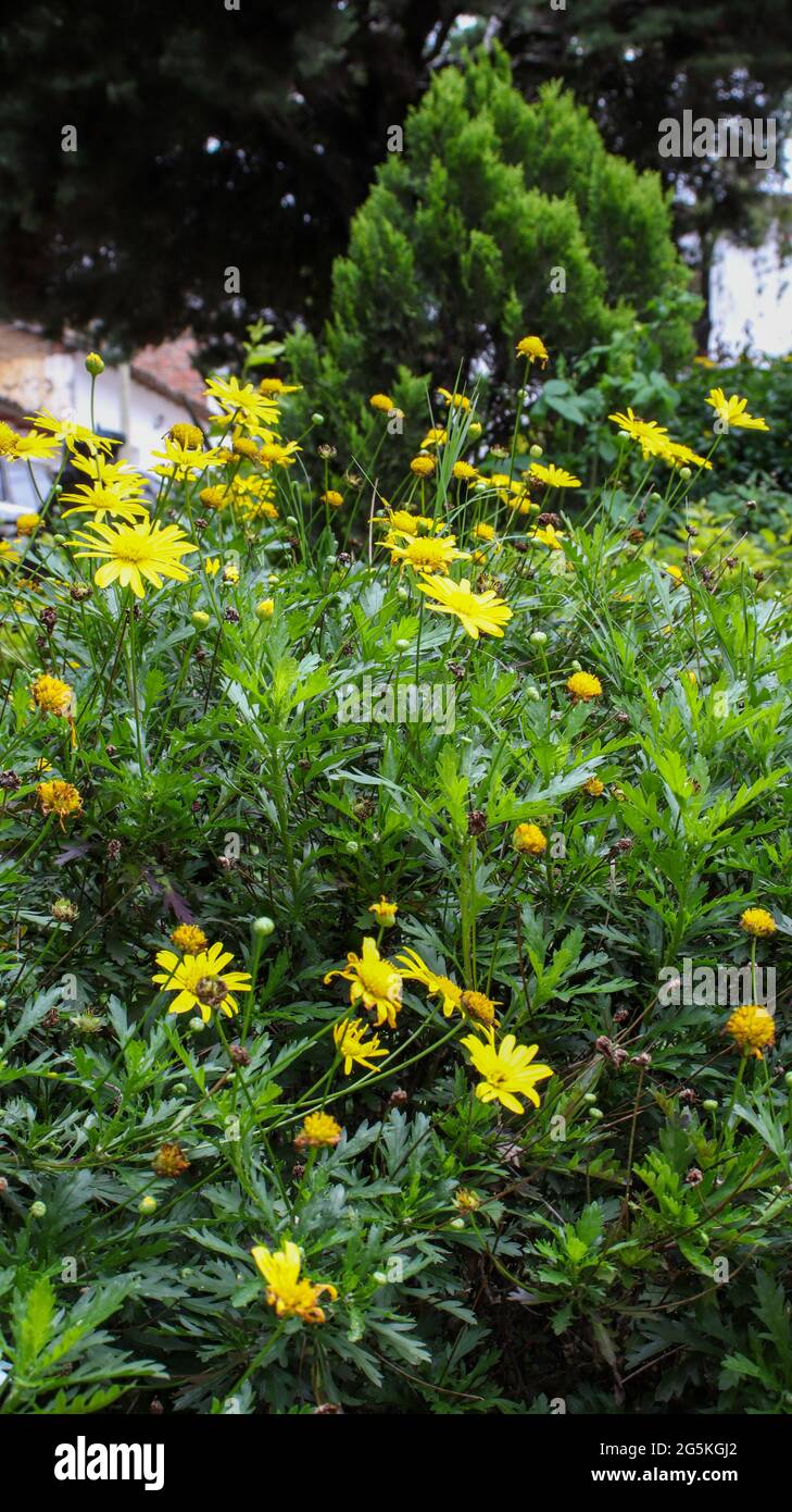 Closeup shot of yellow daisy in the garden Stock Photo - Alamy