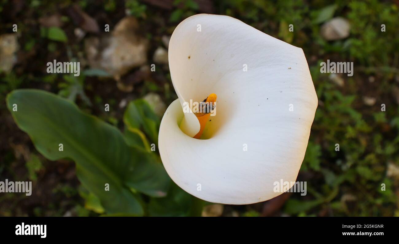 Kala flower hi-res stock photography and images - Alamy