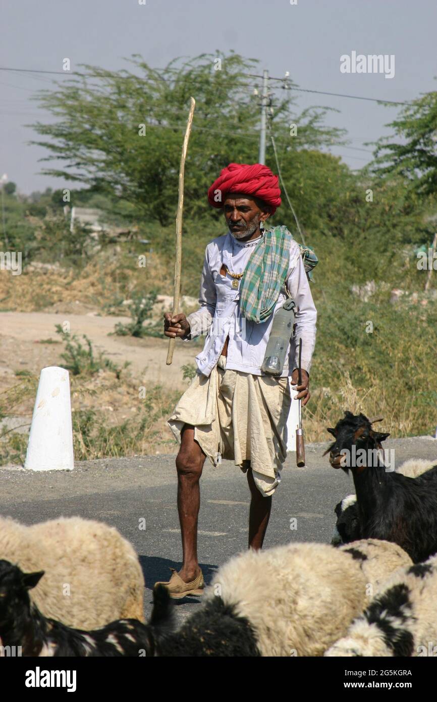 Goat herder, controlling his goats, Deogarh, India Stock Photo - Alamy