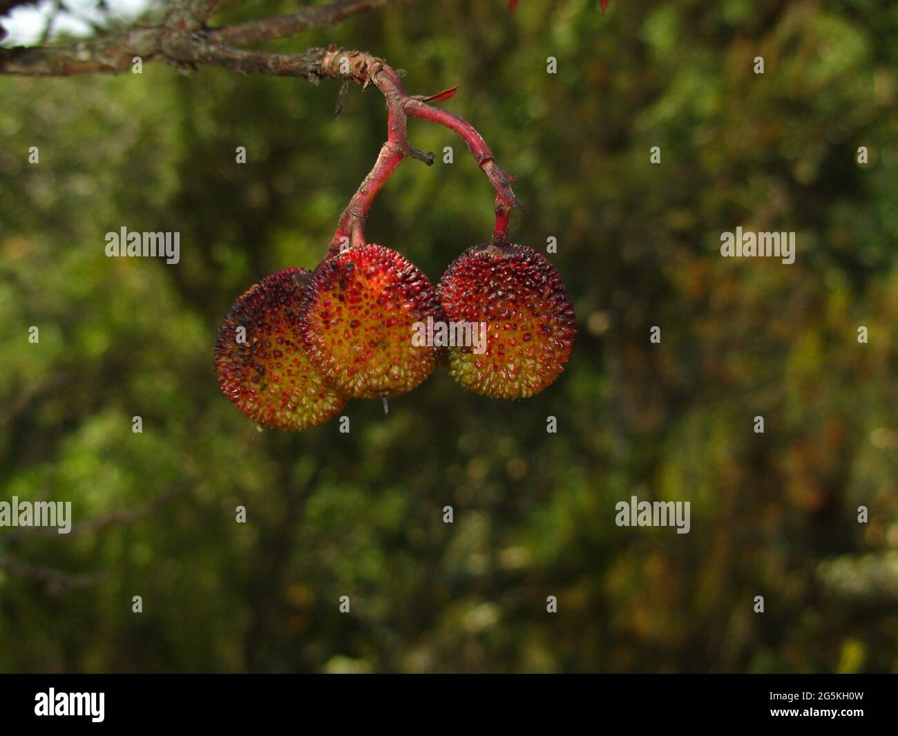 Fruit of Arbutus unedo, the strawberry tree, in the countryside of ...