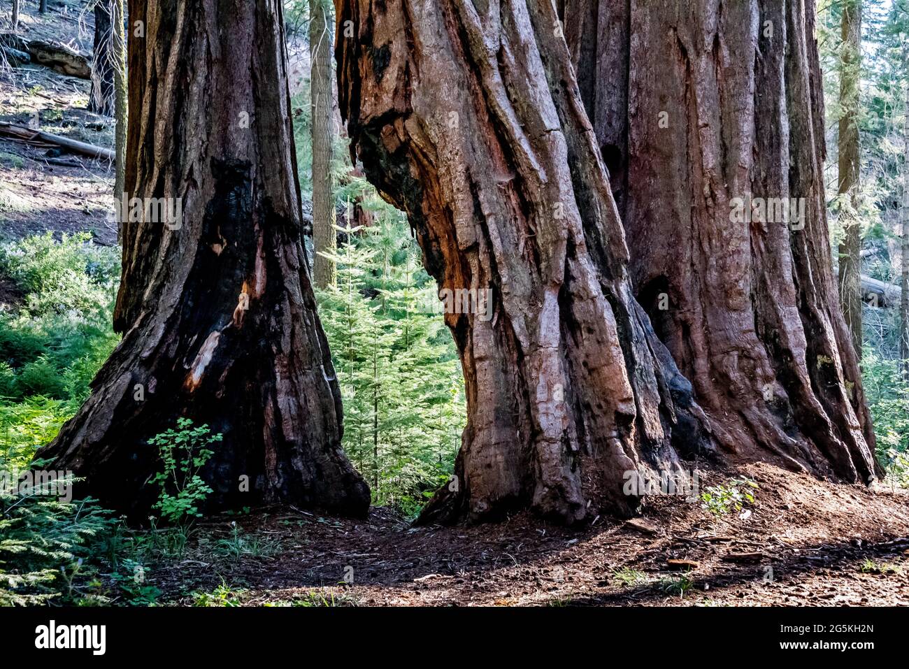 Six years after the Rough Fire of 2015, new trees and foliage emerge ...
