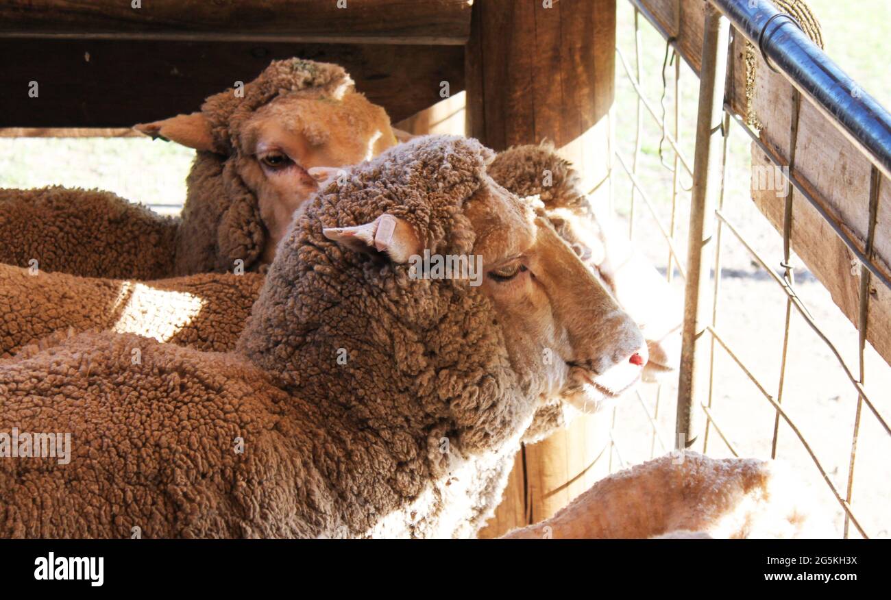 Wooly Sheep looking out of pen into sunshine - faces Stock Photo - Alamy