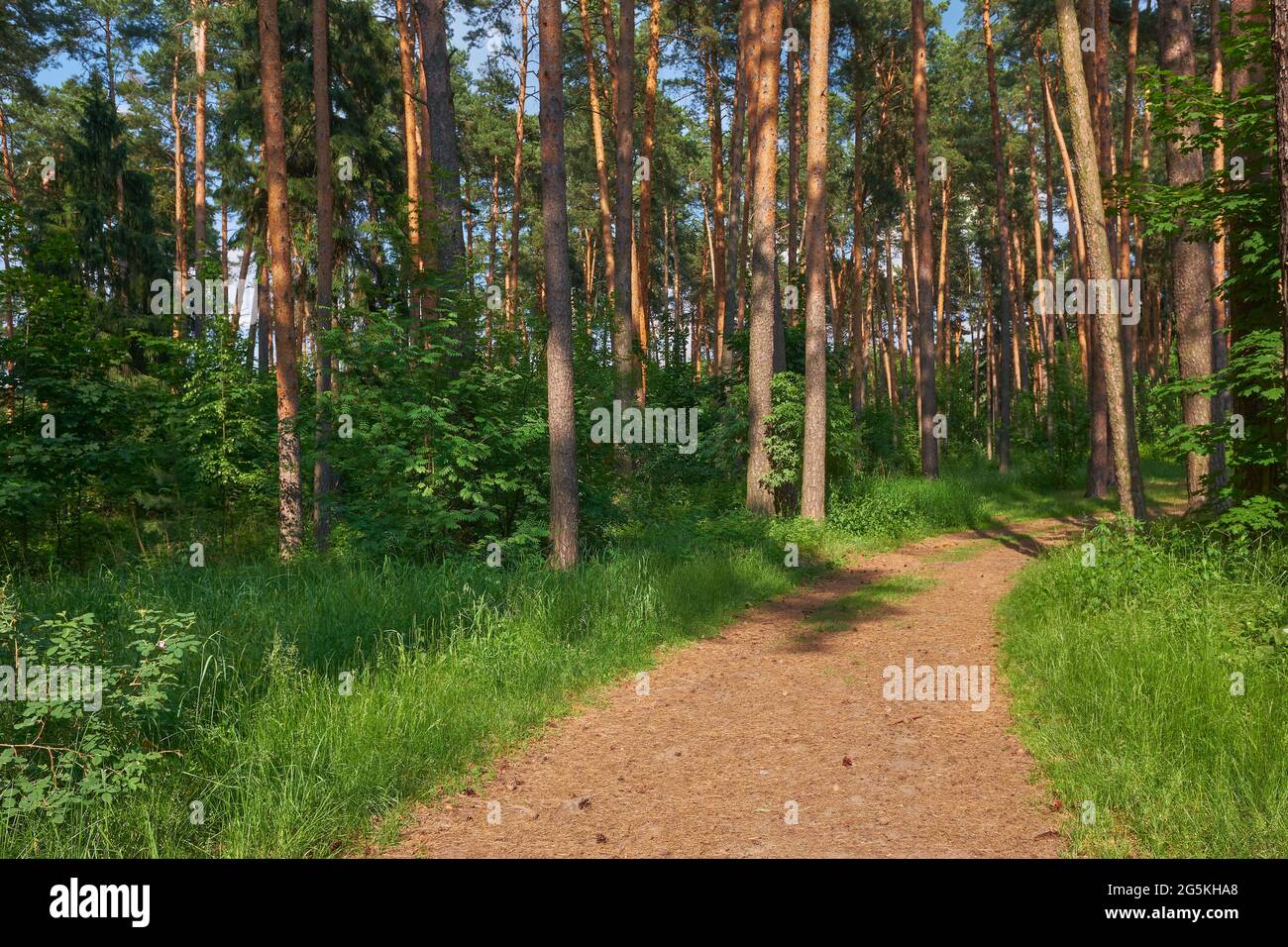 Pathway through pine tree hi-res stock photography and images - Alamy