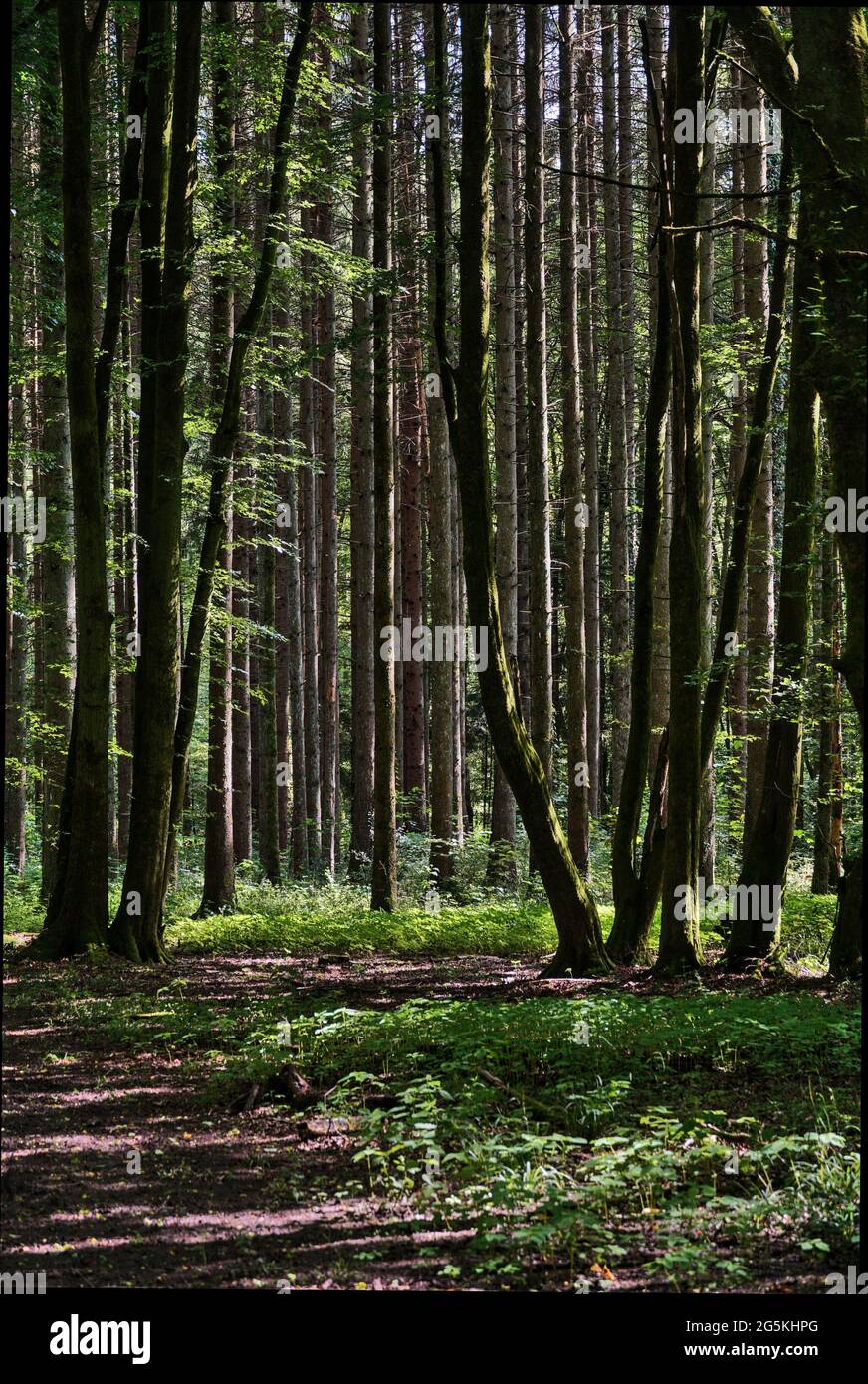Meandering branches hi-res stock photography and images - Alamy