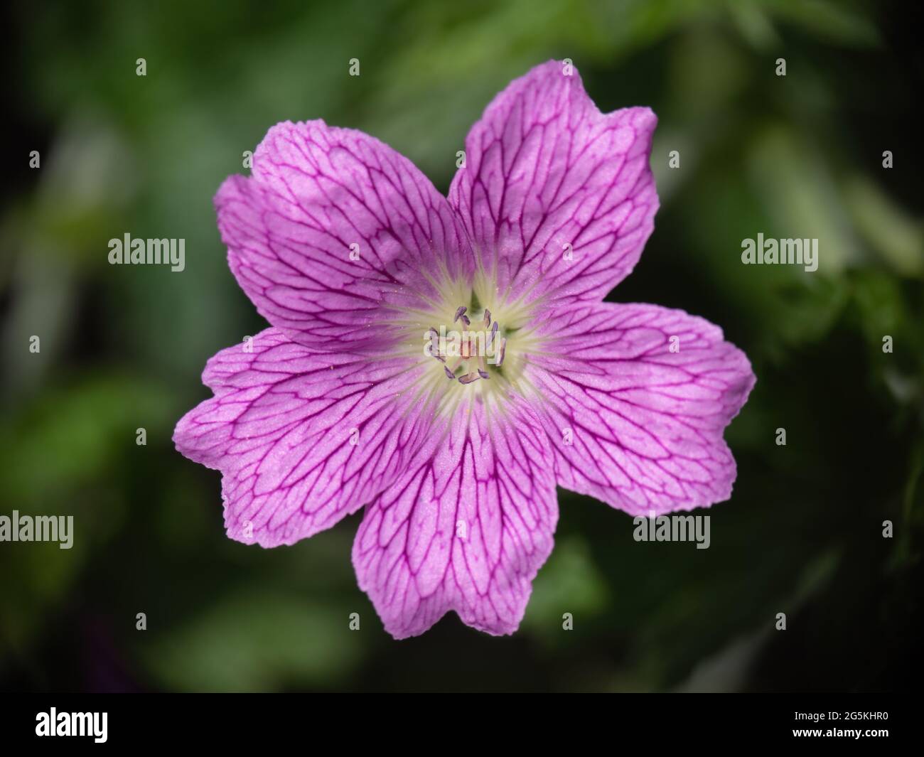 Druce's cranesbill, Geranium x oxonianum. Garden escape plant Stock ...