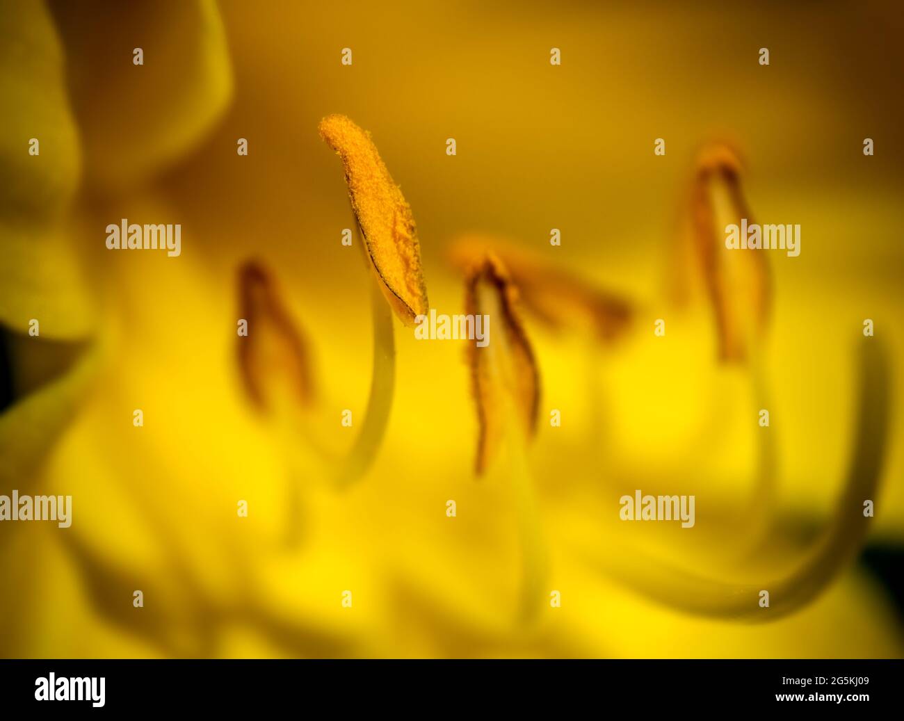 Anthers hi-res stock photography and images - Alamy