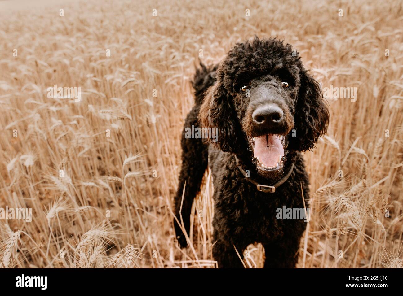 Portrait happy poodle dog inside a wheat field on summer season Stock ...