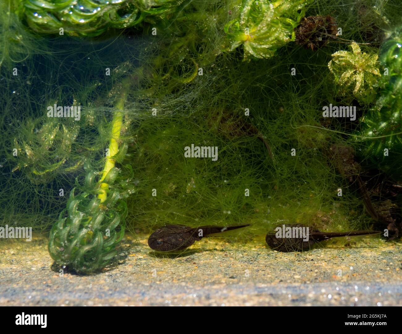 Frog tadpoles pond hi-res stock photography and images - Alamy