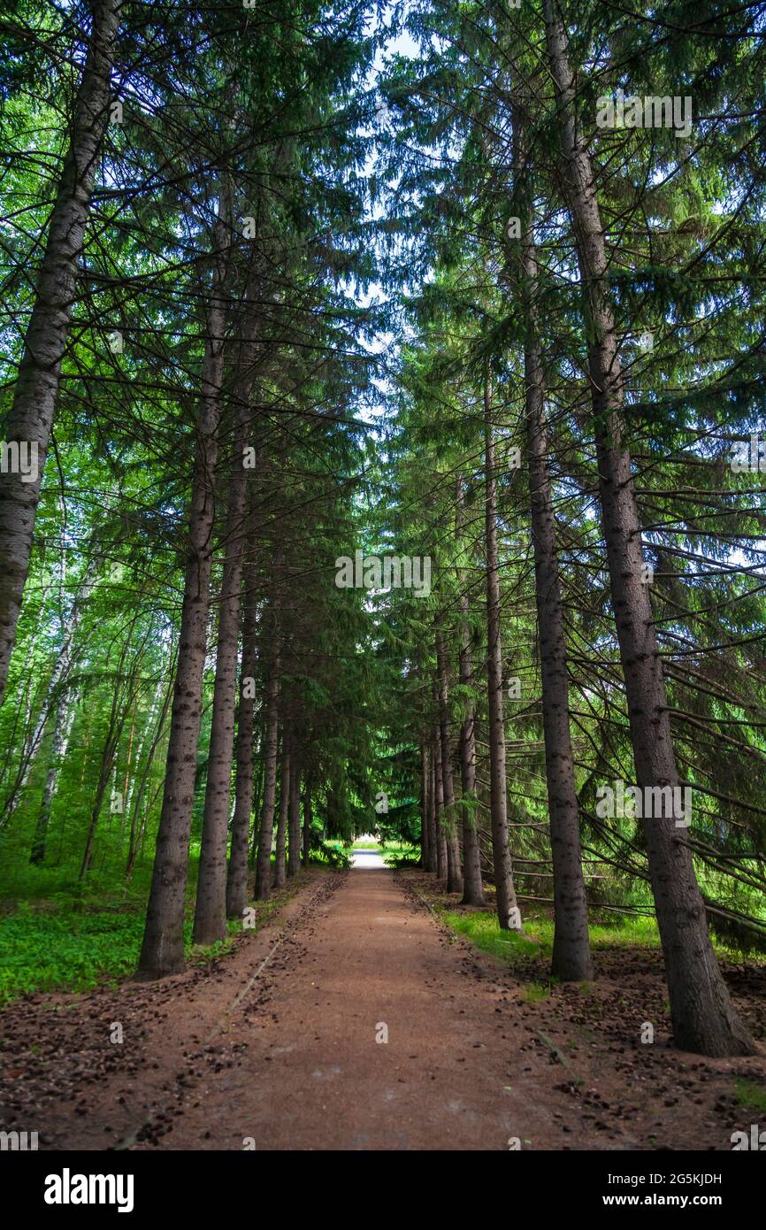 Botanical garden with large beautiful spruce trees and a walking path ...