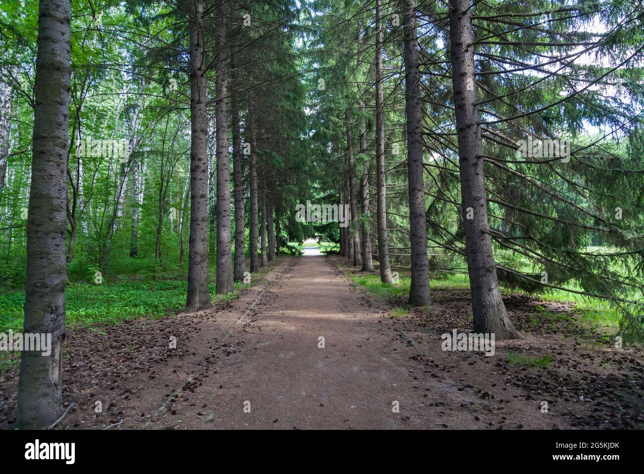 Botanical garden with large beautiful spruce trees and a walking path ...