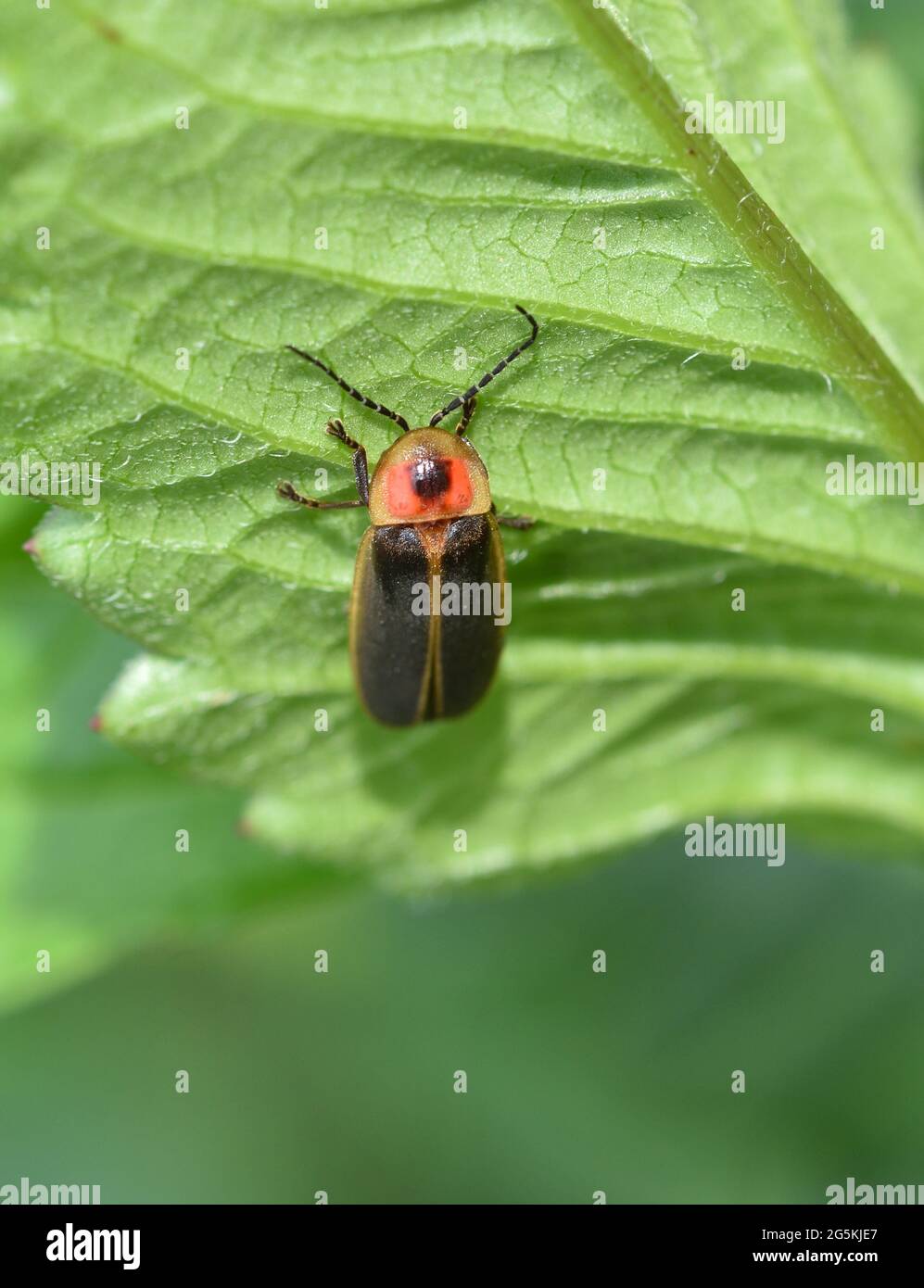 Photinus pyralis firefly hi-res stock photography and images - Alamy