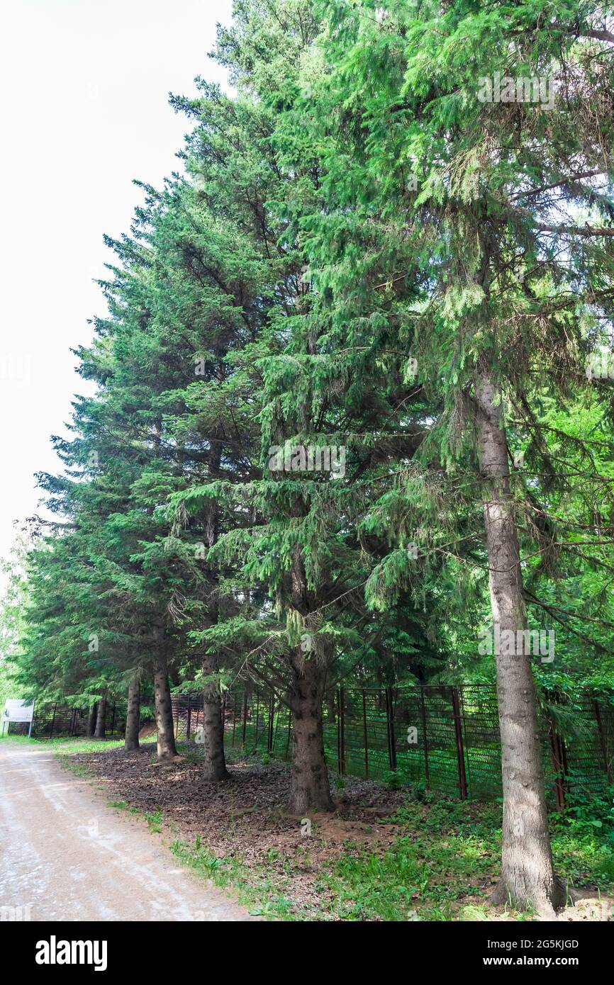 Botanical garden with large beautiful spruce trees and a walking path ...