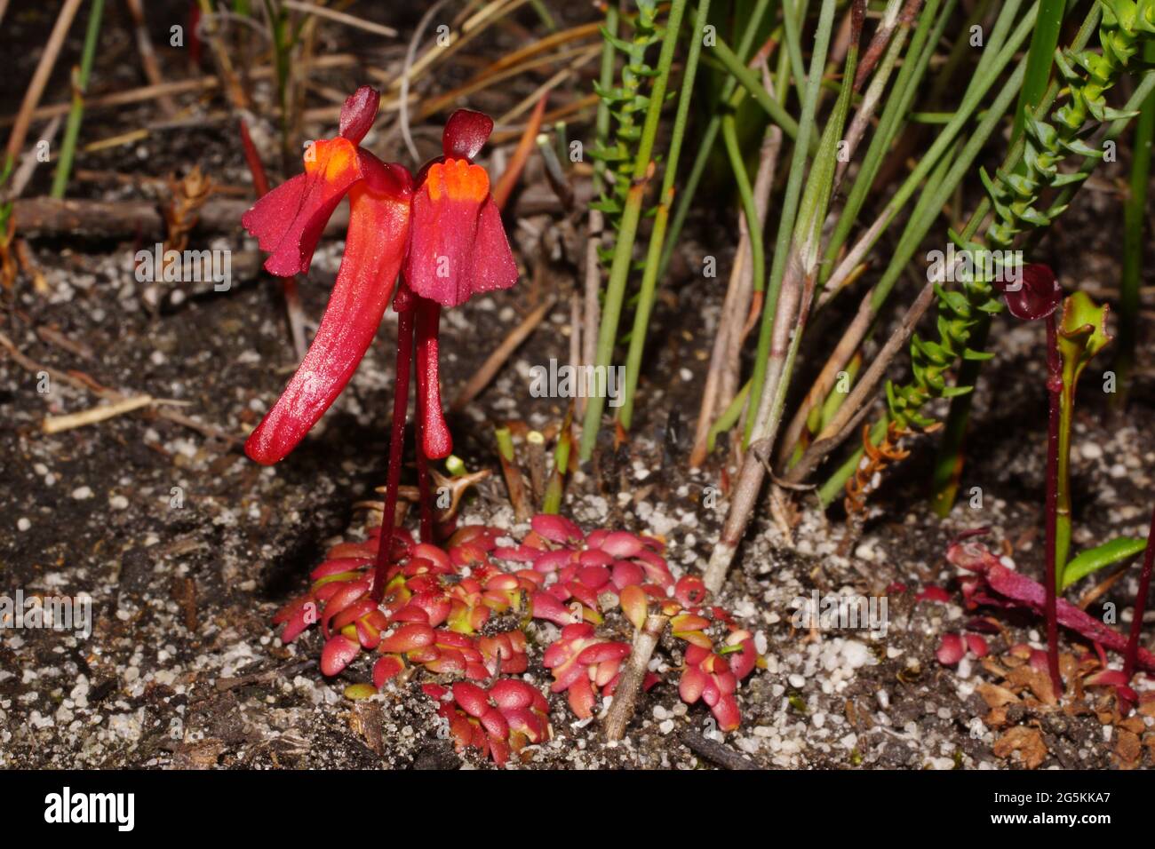 Two red bladderwort flowers (Utricularia menziesii), Western Australia ...